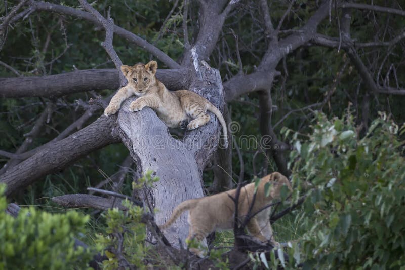 Baby Simba stock image. Image of serengeti, nature, cute - 96379037