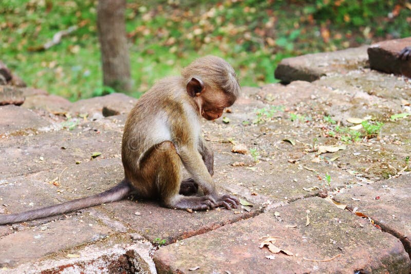 Baby Simian Away from Mother Stock Image - Image of black, springs ...