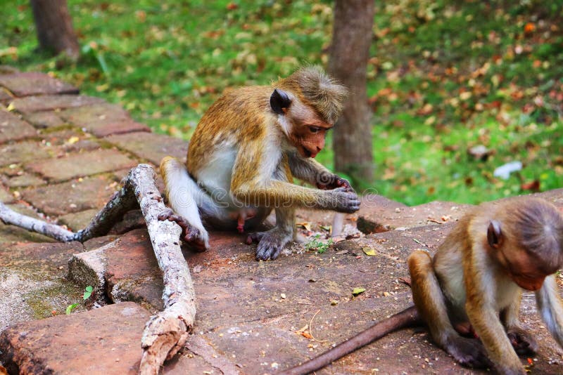 Baby Simian is Playing in the Ground Stock Photo - Image of primate ...