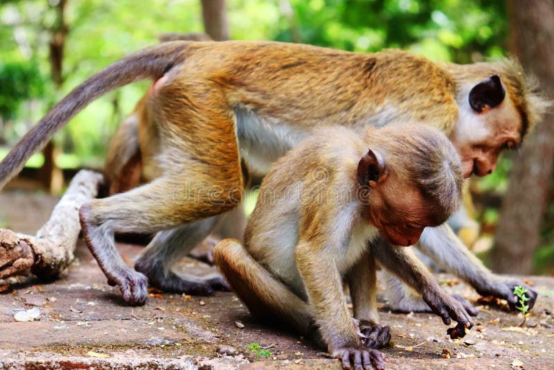 Baby Simian Away from Mother Stock Photo - Image of monkey, senegal ...