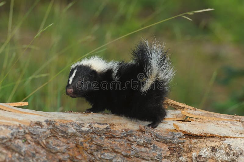 Baby Skunk 2 stock image. Image of small, skunk, baby - 25783981