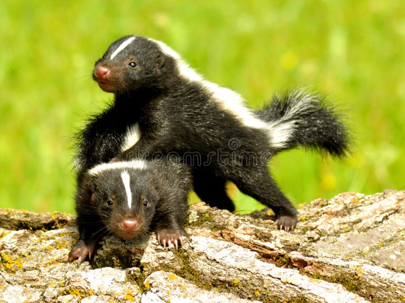 Baby Skunks Playing with Each Other Stock Image - Image of mephitis ...