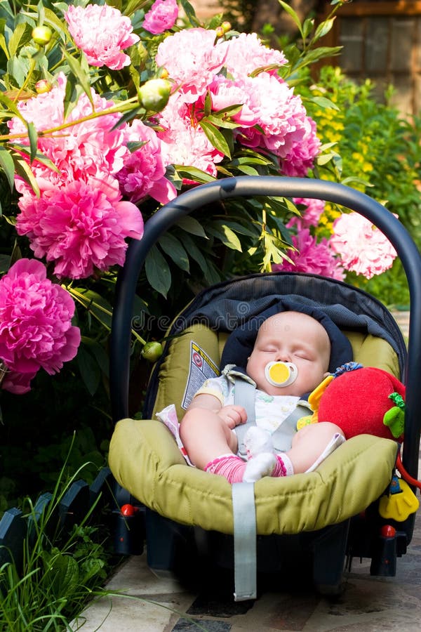 6+ Baby peony Free Stock Photos - StockFreeImages