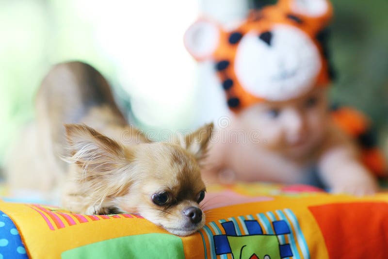 Baby and small dog stock photo. Image of cheerful, domestic - 63384430