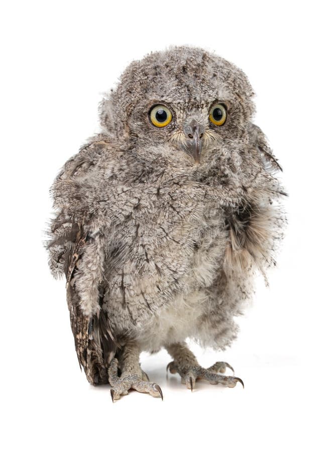 Baby small duke owl stock image. Image of small, animal - 179506491