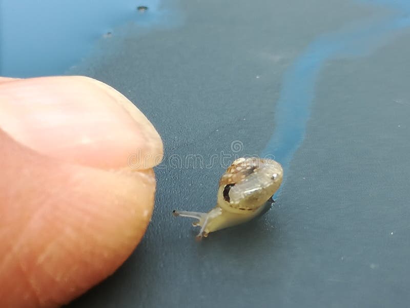 Baby snail stock photo. Image of alone, baby, snail, finger - 96202220