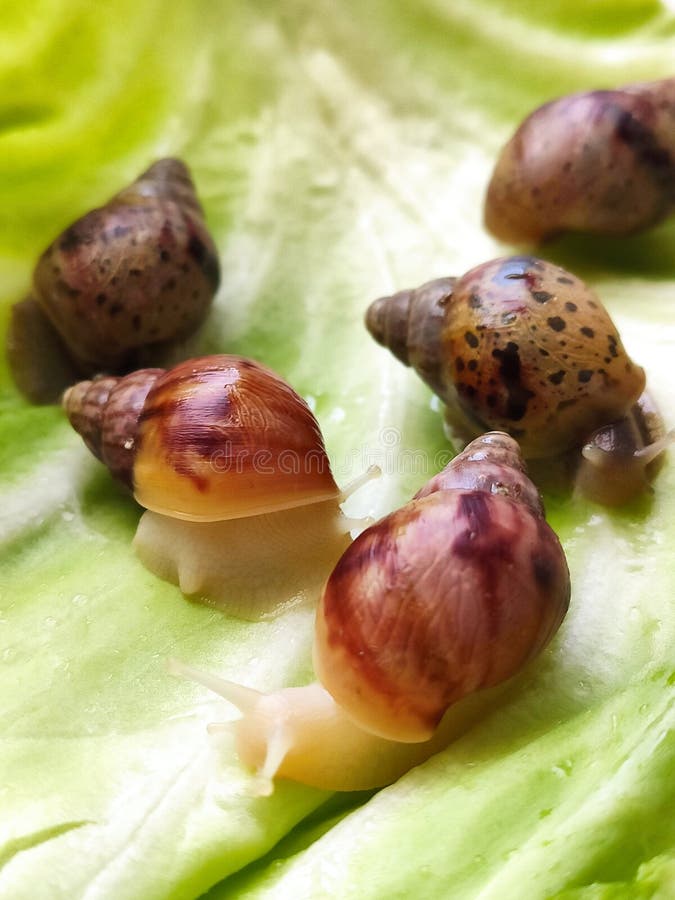 Baby Snail on a Lettuce Leaf Stock Photo - Image of herb, food: 267481234