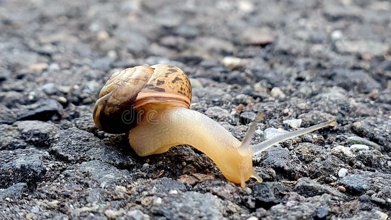 Baby Snail stock image. Image of relax, chil, adventure - 255335703