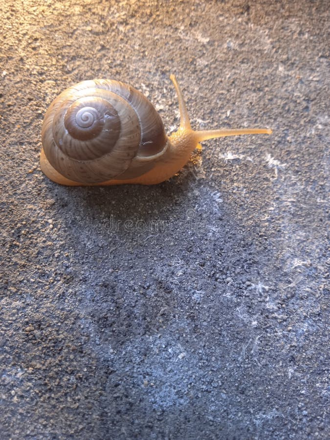 Baby snail walking slow stock image. Image of baby, slow - 236271797