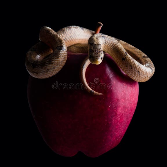 3,408 Cartoon Snake Stock Photos - Free & Royalty-Free Stock Photos ...