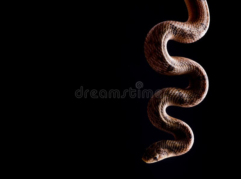 Baby snake 11 stock photo. Image of green, design, pattern - 294621458