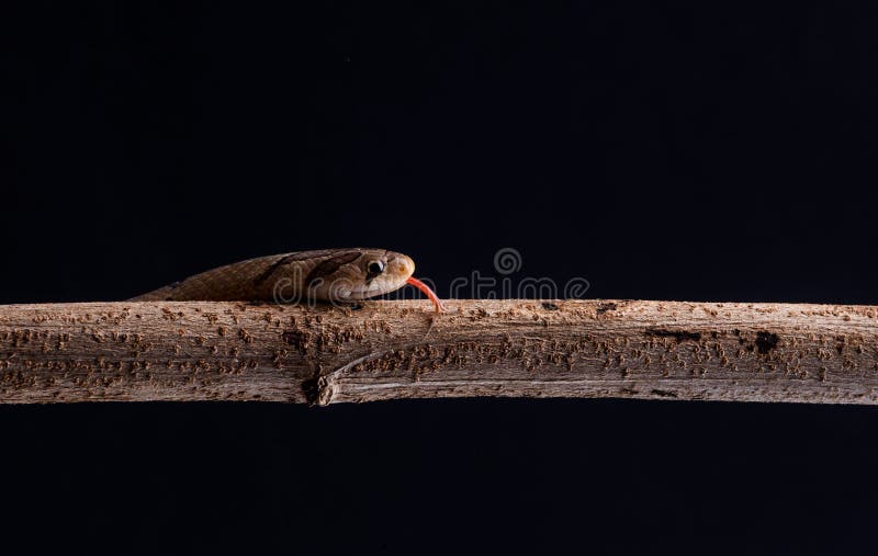 Baby snake 11 stock photo. Image of green, design, pattern - 294621458