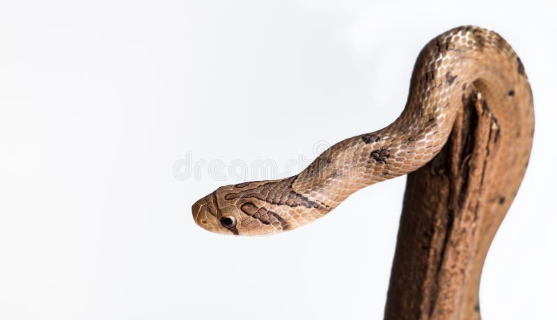 Baby snake 11 stock photo. Image of green, design, pattern - 294621458
