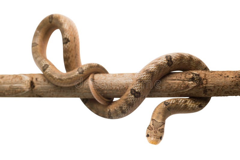 Baby Snake Isolated on White Stock Photo - Image of eggs, isolated ...