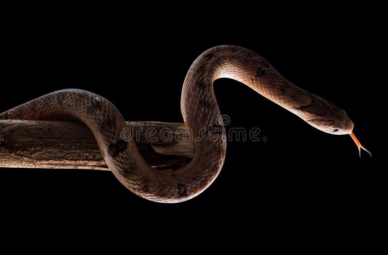 2,742 Baby Snake Stock Photos - Free & Royalty-Free Stock Photos from ...