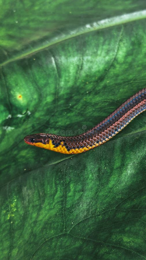 Baby snake on a leaf stock image. Image of animal, detail - 277474701