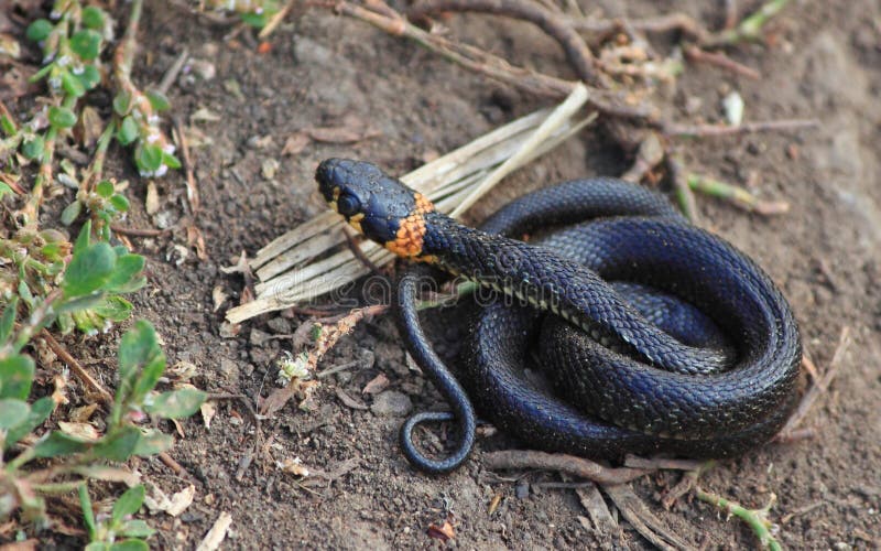 The baby snake stock photo. Image of scales, curled, black - 44745740
