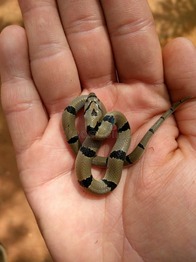 Baby Snake stock image. Image of station, baby, snake - 75030959