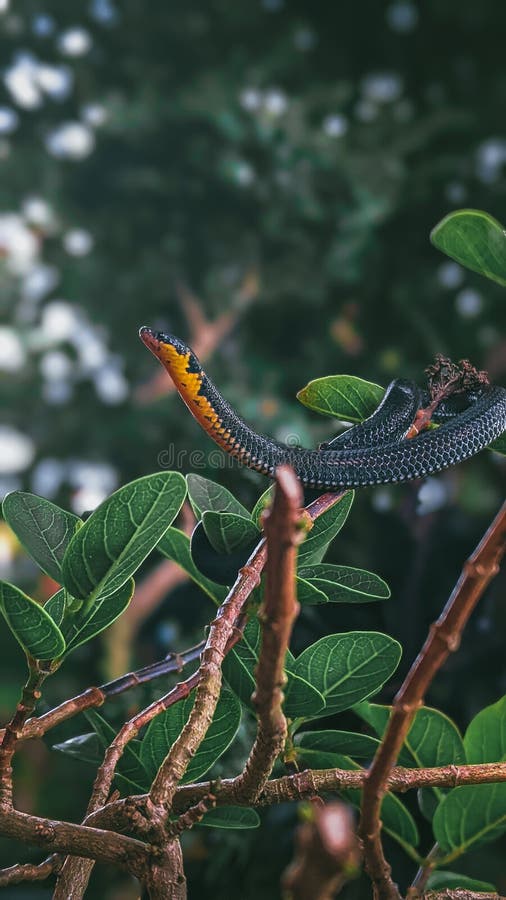 2,764 Baby Snake Stock Photos - Free & Royalty-Free Stock Photos from ...