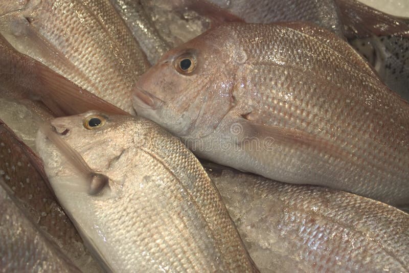 Baby Snapper stock photo. Image of tasty, fish, grill - 1090118