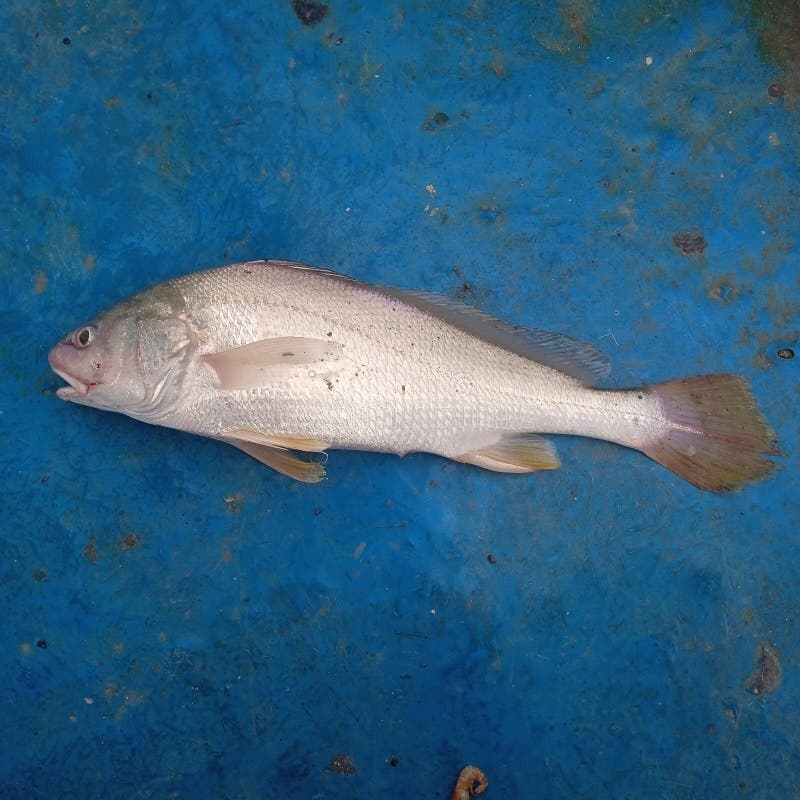 Baby Snapper, Expensive Fish Stock Image - Image of casting, fishing ...