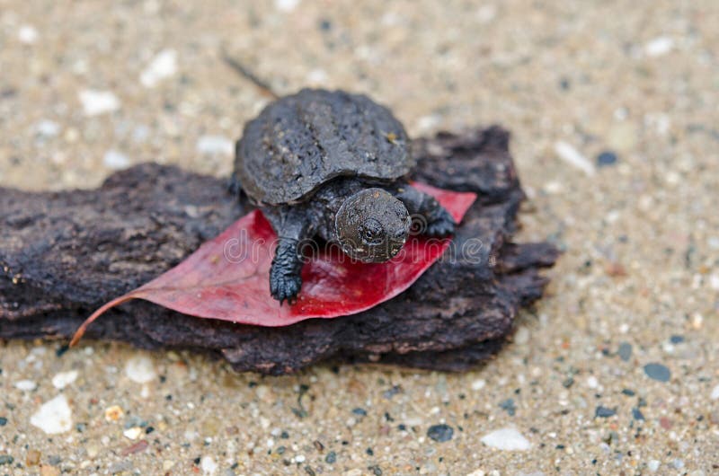 Baby snapping turtle stock image. Image of baby, wild - 36169677