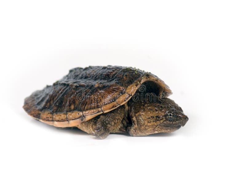 Baby Snapping Turtle on White Background Stock Image - Image of ...