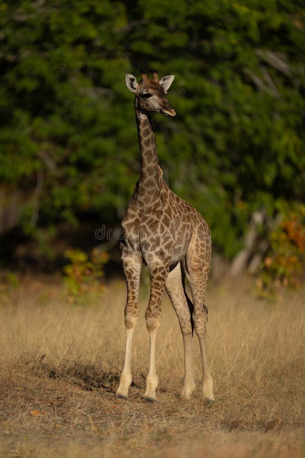 Baby Southern Giraffe Stands Staring Towards Camera Stock Photo - Image ...