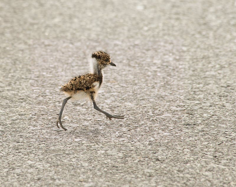 Baby Southern Lapwing Walking Stock Photo - Image of nature, bird: 86790306