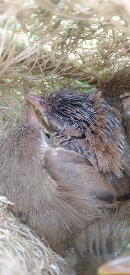 Baby sparrow stock photo. Image of sparrow, nature, bird - 254814686