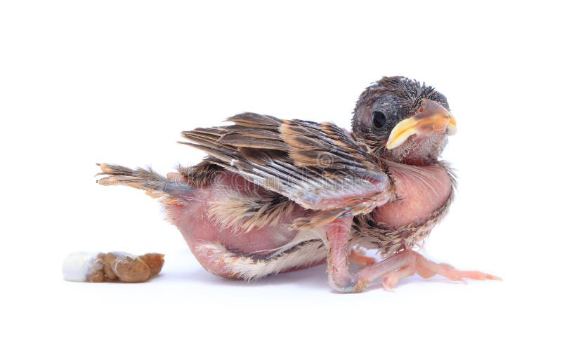 Baby Sparrow Bird is Defecate on White Background. Stock Photo - Image ...