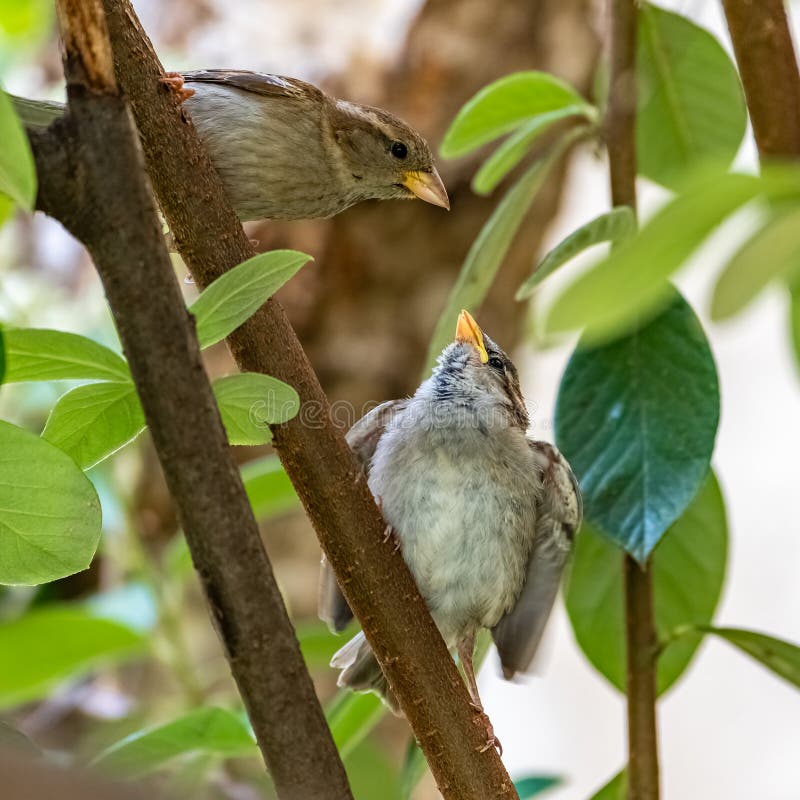 Baby Sparrow stock photo. Image of eyes, fragile, sparrow - 47330916