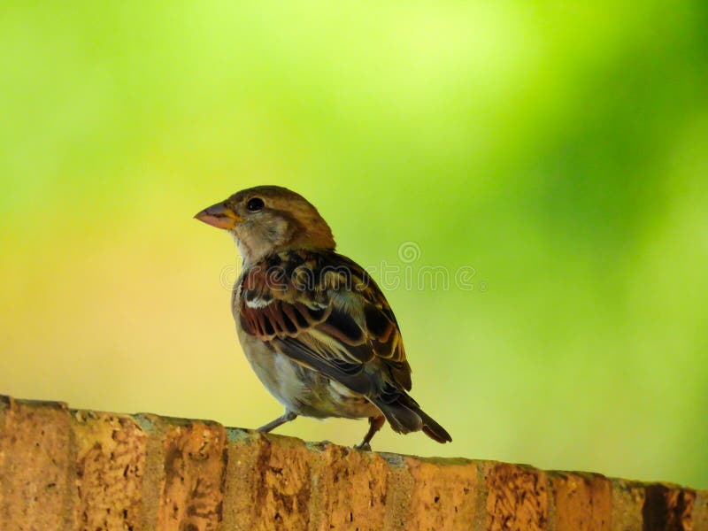Baby Sparrow Perched on a Brick Fence Stock Image - Image of small ...