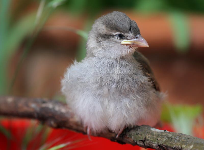 Baby Sparrow stock image. Image of baby, sweet, sitting - 71678511
