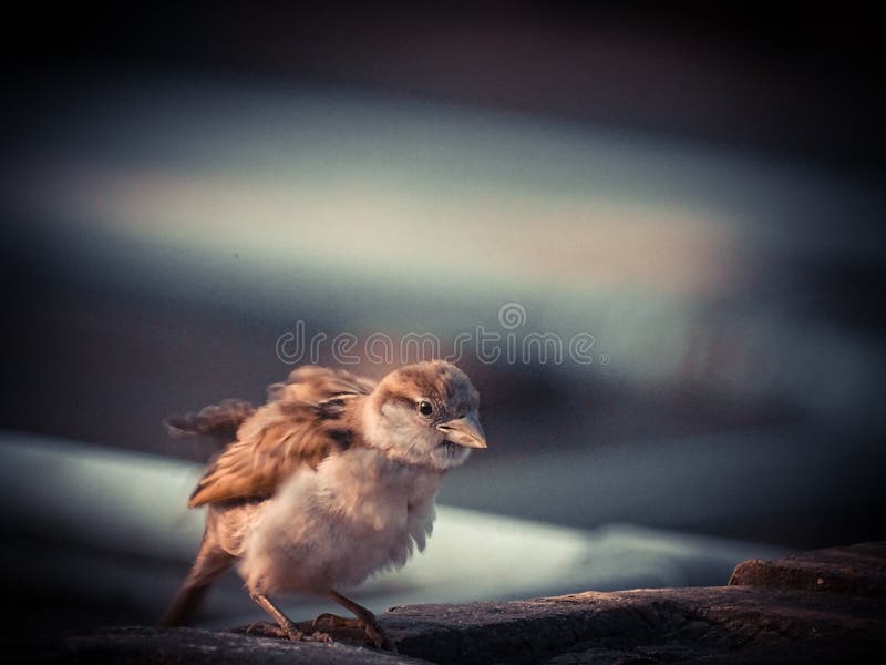 The Baby Sparrow is Very Well Shedding Its Body in the Mud 4 Stock ...