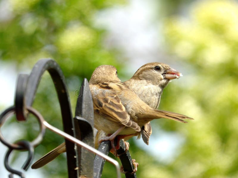 Baby-Spatz stockbild. Bild von passant, jung, gelb, wildnis - 102424409