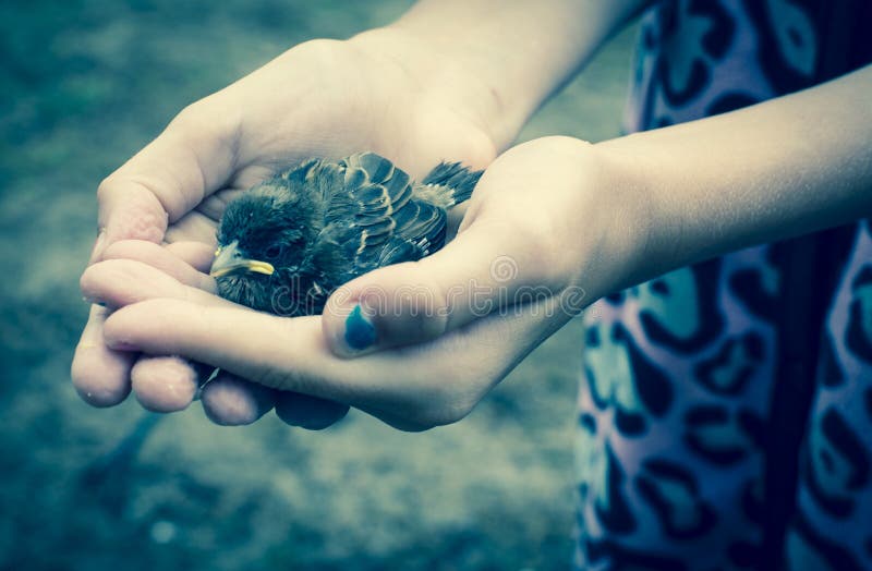 Baby-Spatz stockfoto. Bild von obacht, vogel, jugend - 36521024