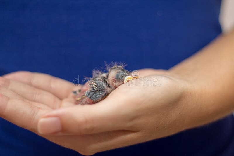 Baby-Spatz stockbild. Bild von passant, jung, gelb, wildnis - 102424409