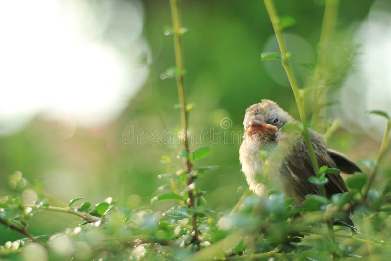 Baby-Spatz auf dem Baum stockfoto. Bild von schätzchen - 101359228
