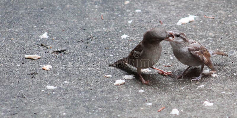 Baby-Spatz in einem Nest stockbild. Bild von führen, geburt - 41909675