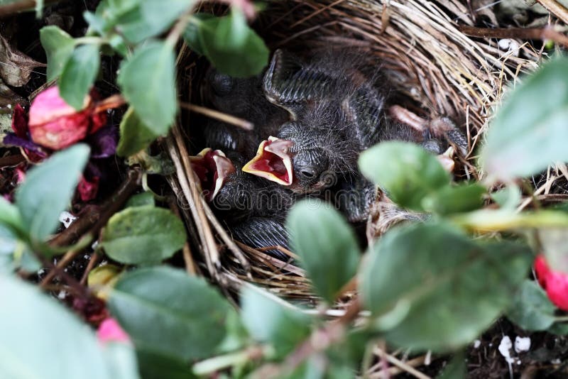 Baby-Spatzen in einem Nest stockfoto. Bild von spatz - 41909600