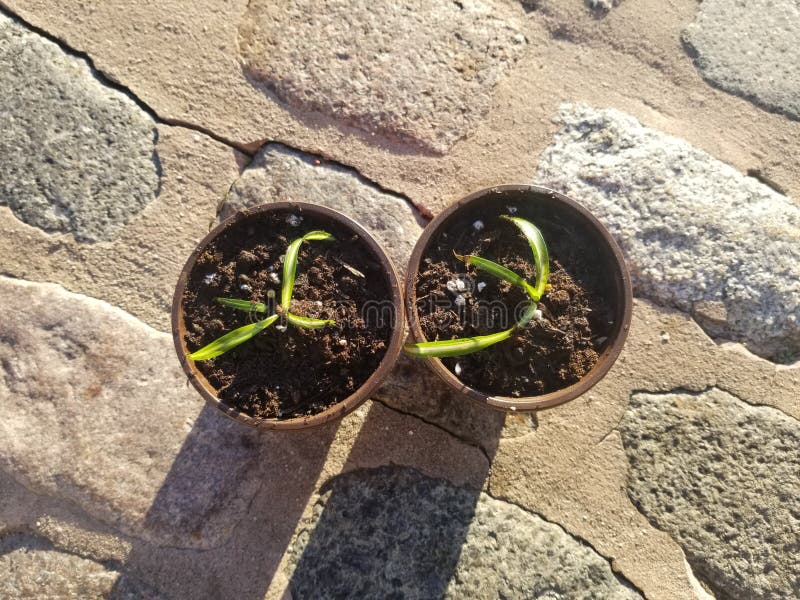 Baby Spider Plants stock image. Image of produce, rock - 237290899