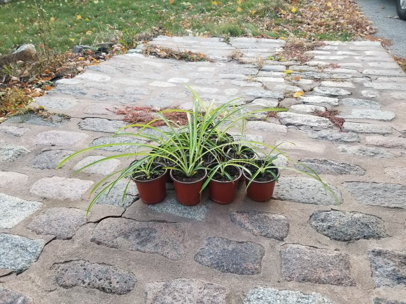 Baby Spider Plants stock image. Image of walkway, stonewall - 262244999