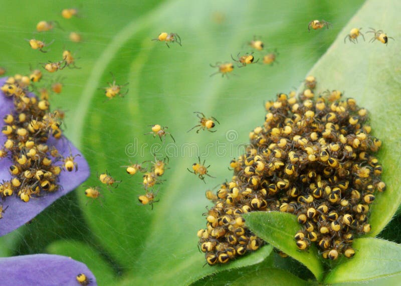 Baby spiders stock image. Image of brood, little, spiders - 14834337
