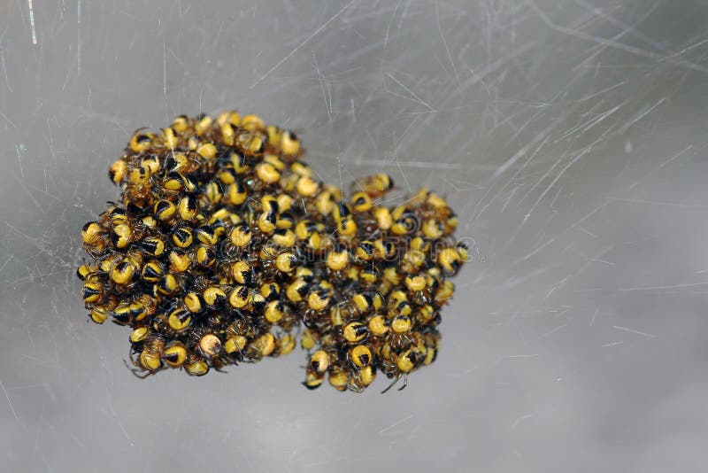 Baby spiders stock image. Image of yellow, network, nature - 28452513