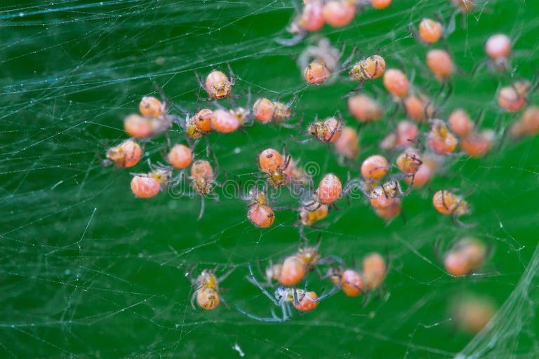 744 Baby Spiders Stock Photos - Free & Royalty-Free Stock Photos from ...