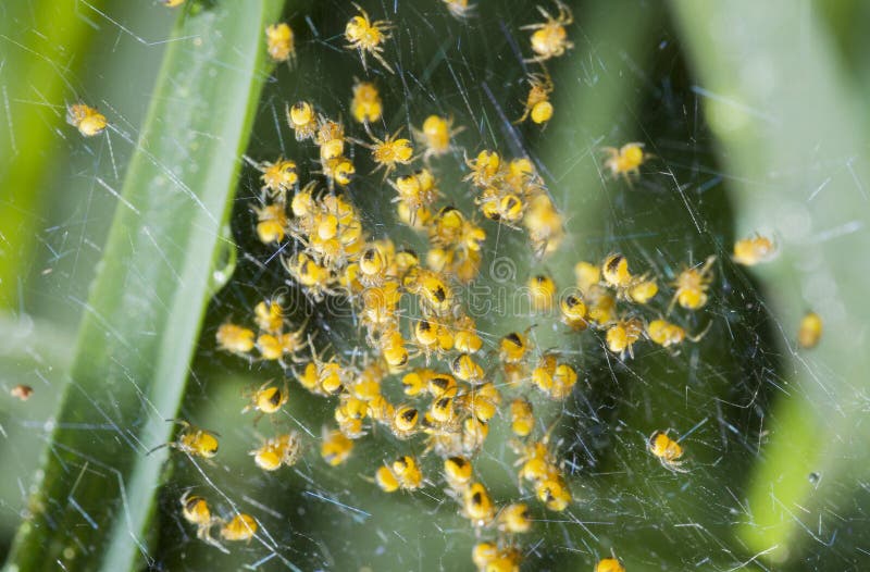 Baby spiders stock photo. Image of creatures, color, head - 31314514