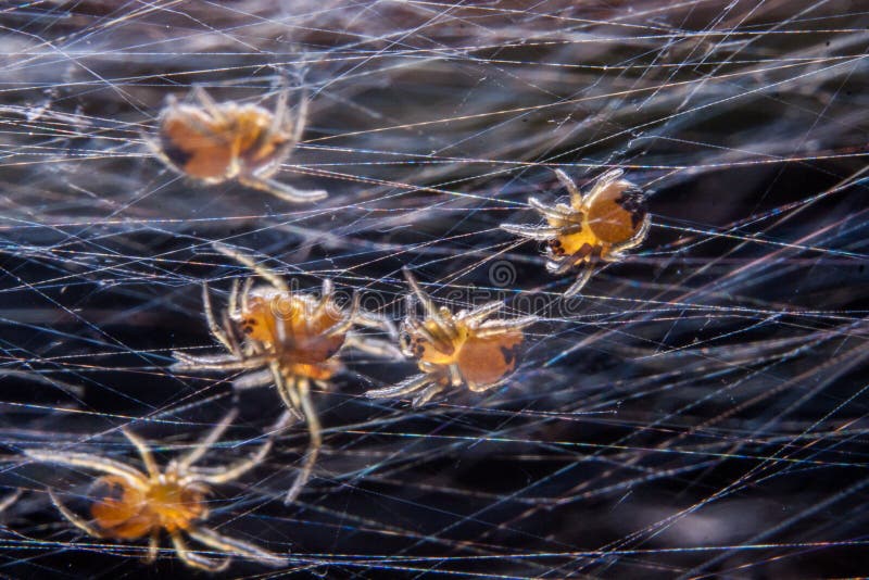 Baby spiders stock image. Image of breeding, macro, breed - 4451359