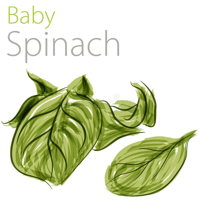Baby Spinach stock vector. Illustration of text, abstract - 23689811