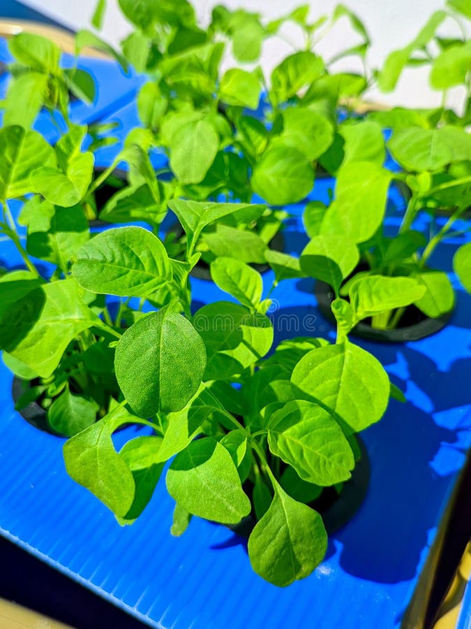 Ab Mix Stock Photos - Free & Royalty-Free Stock Photos from Dreamstime